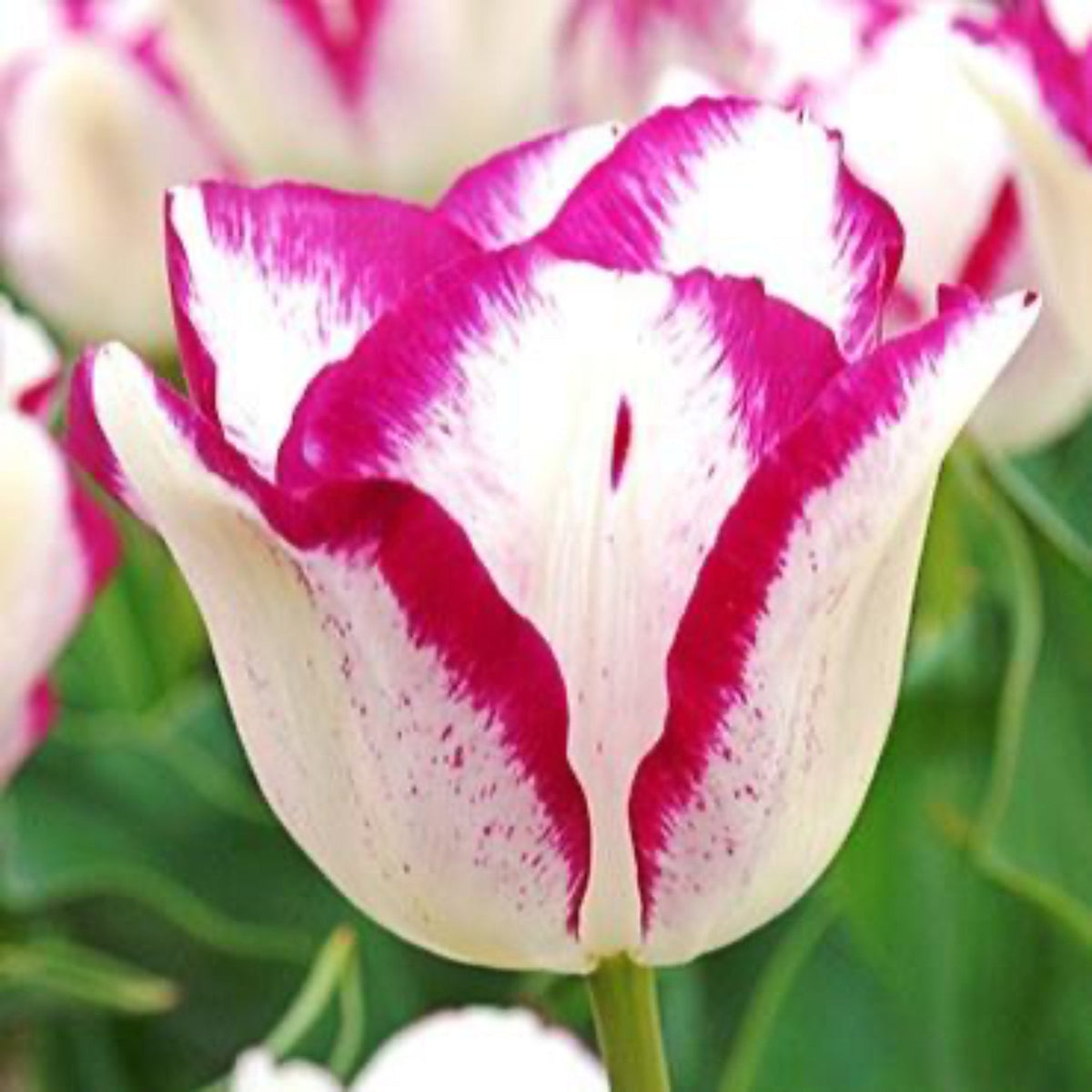 Flowering Tulip Bulbs - Vibrant, Colorful Flowers