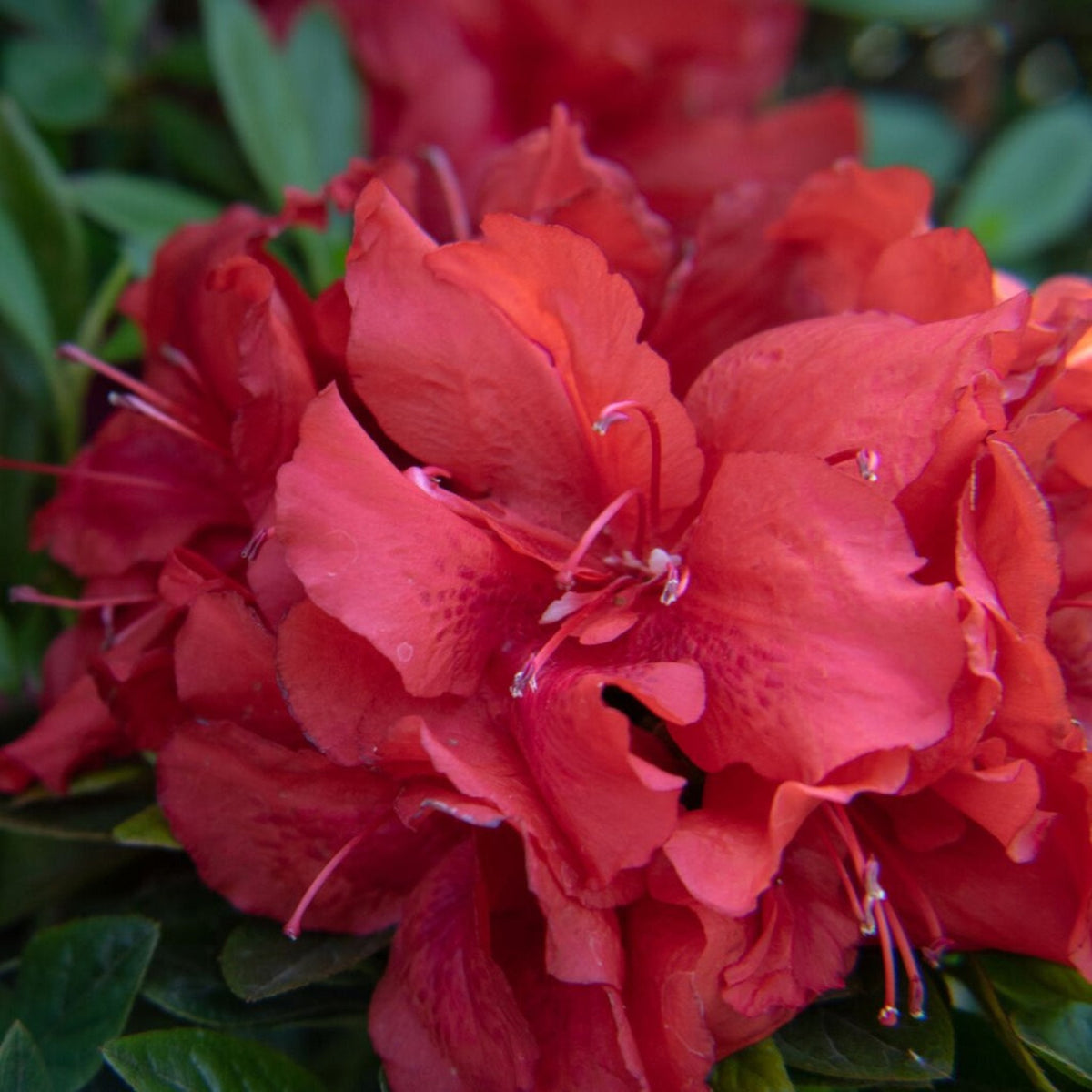 Azaleas – Vibrant Blooms for Every Garden