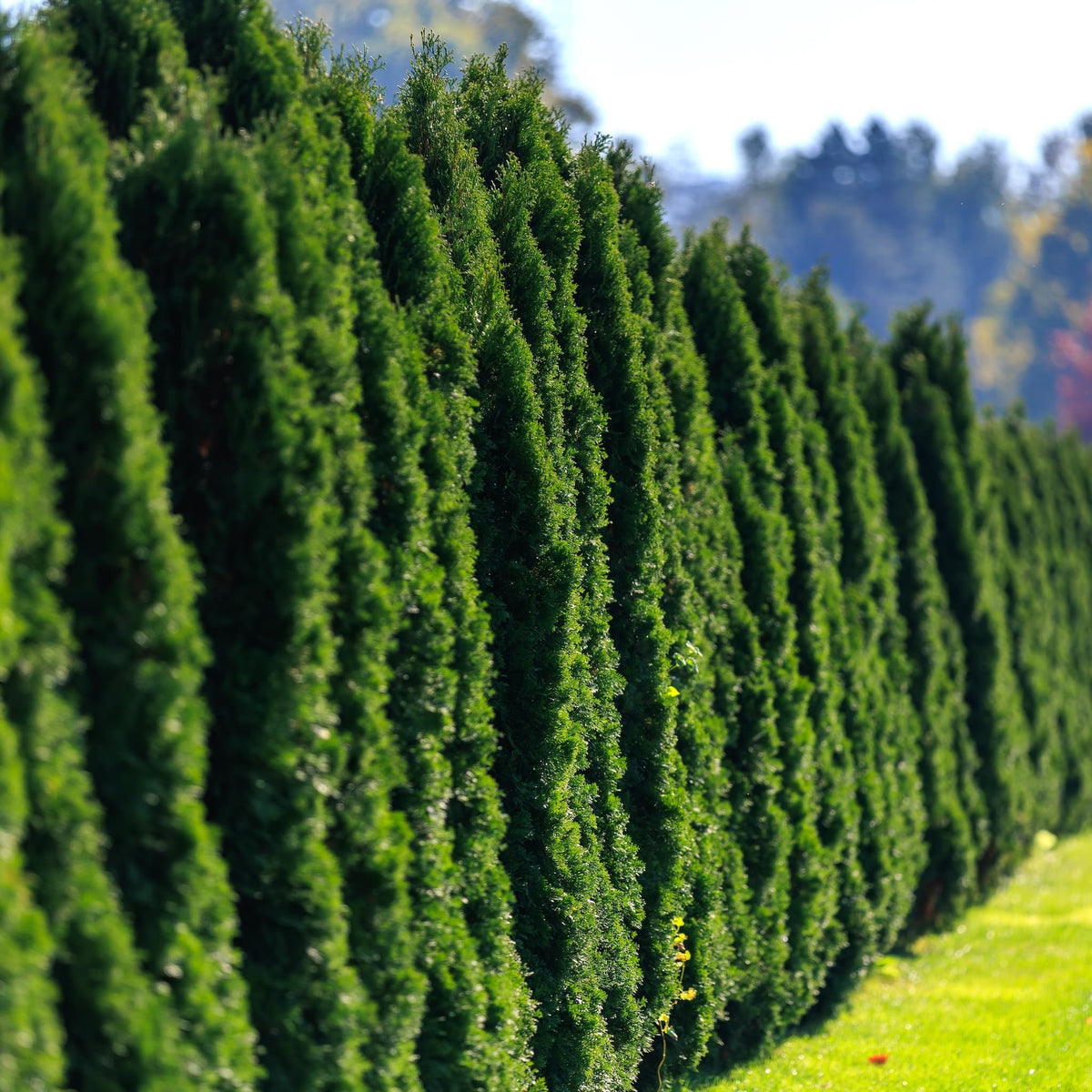 Buy Privacy Hedges - Block Noise, Wind & Create Secluded Spaces