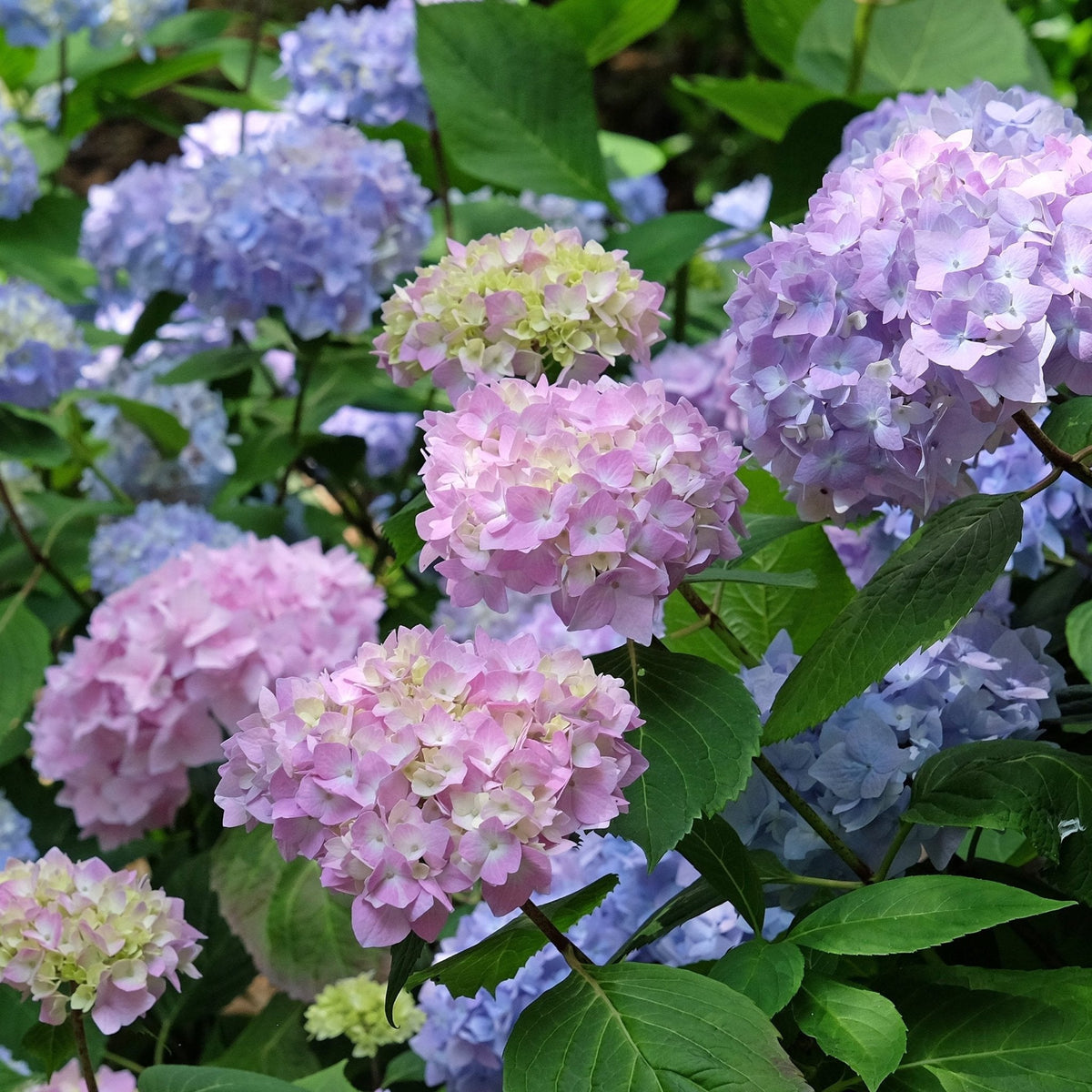 Hydrangeas – Lush Blooms for Gardens & Landscapes