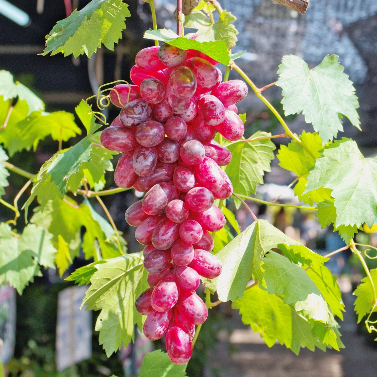 Grape Plants – Live Grapevines for Sale - High Fruiting Grape Options