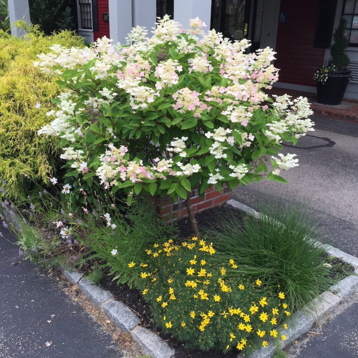 Hydrangea Trees – A Stunning Accent Tree for Your Landscape