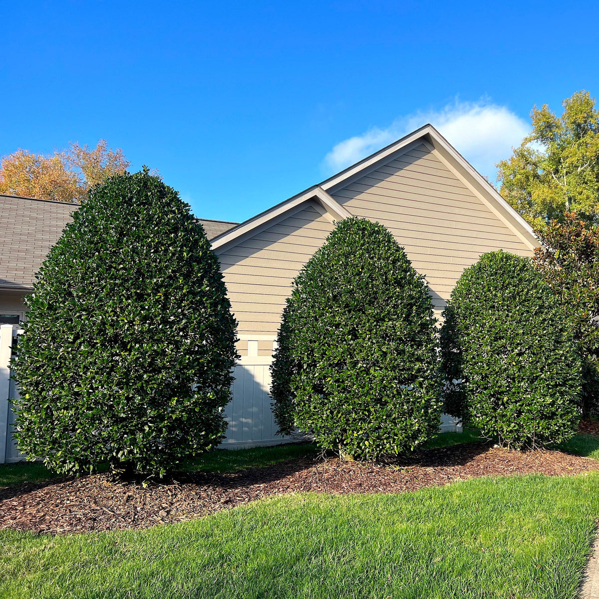 Holly Trees - Find the Perfect Holly Bush or Shrub Online