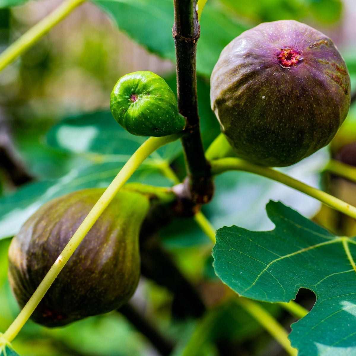 Fig Trees – Sweet & Hardy Varieties for Your Garden
