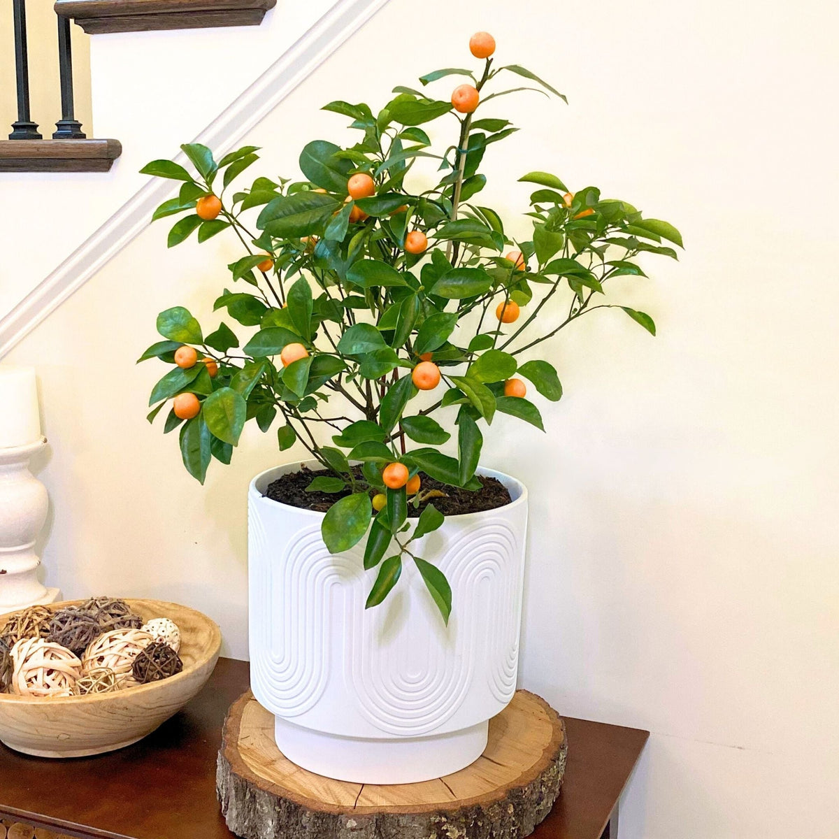 Indoor Fruit Trees & Plants - Grow Fresh Fruit at Home