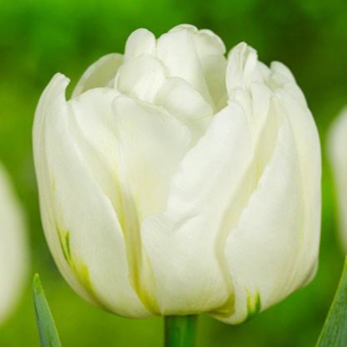 Mount Tacoma Tulip Bulbs – Elegant Double White Blooms for Spring