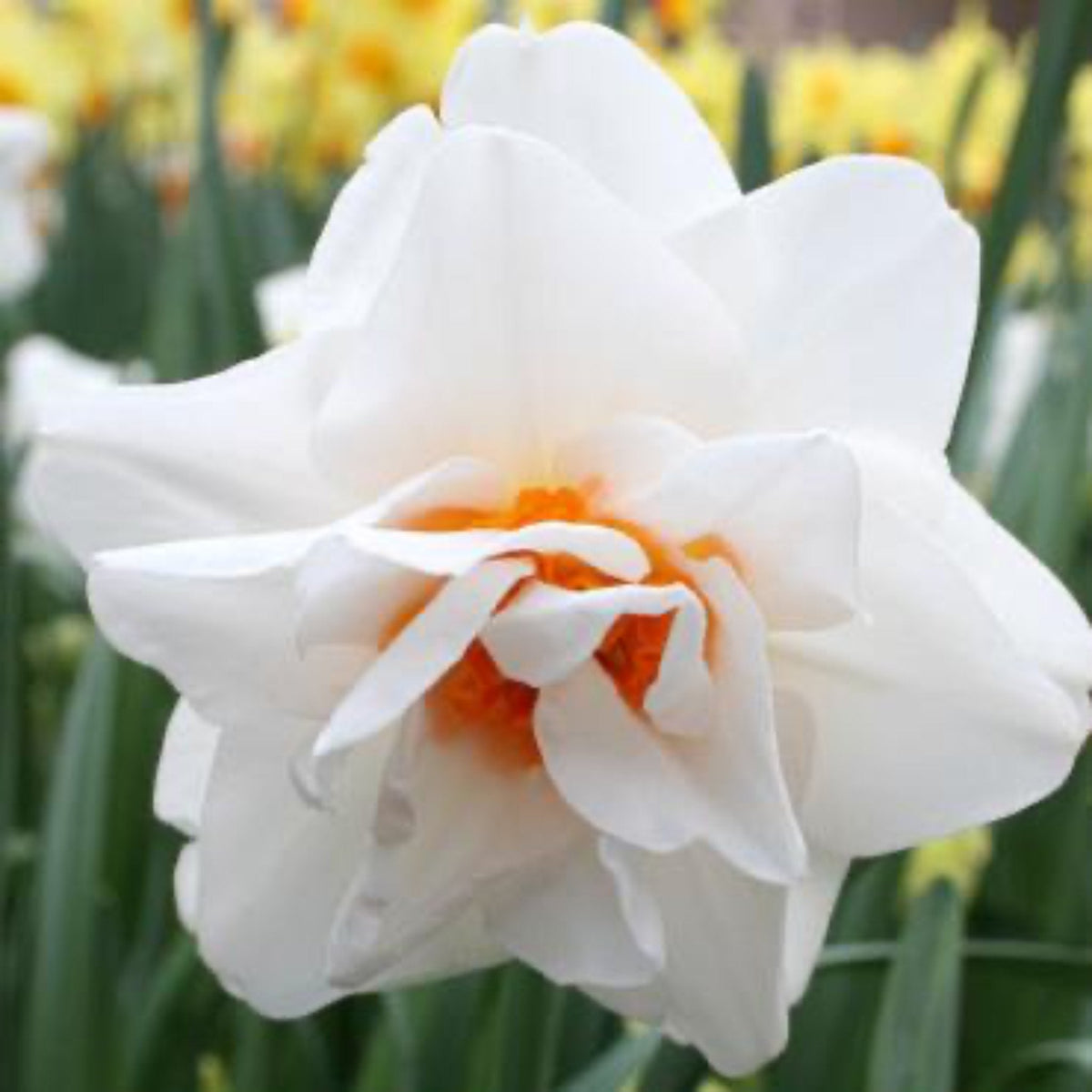 Replete Pink Daffodil Bulbs - Double Pink and White Blooms for Spring