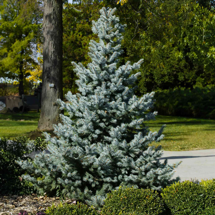 Baby Blue Spruce Trees - Dwarf Evergreen With Silvery-Blue Needles