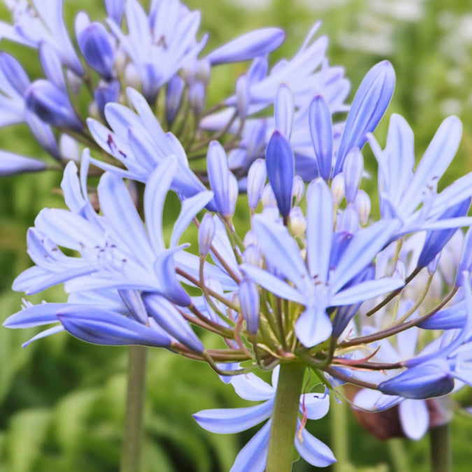 Baby Pete Agapanthus | Blue Lily of the Nile | Gorgeous Blooms