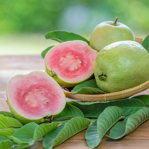 Ruby Supreme Guava Tree – Sweet, Tropical Fruit, High-Yield