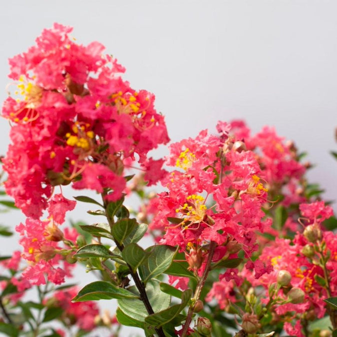 Bellini® Raspberry Crape Myrtle – Compact & Vibrant Blooms