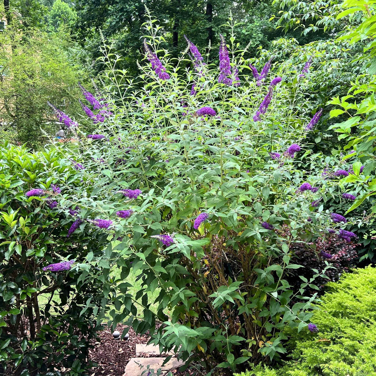 Birthday Cake Butterfly Bush – Vibrant Blooms & Pollinator Magnet