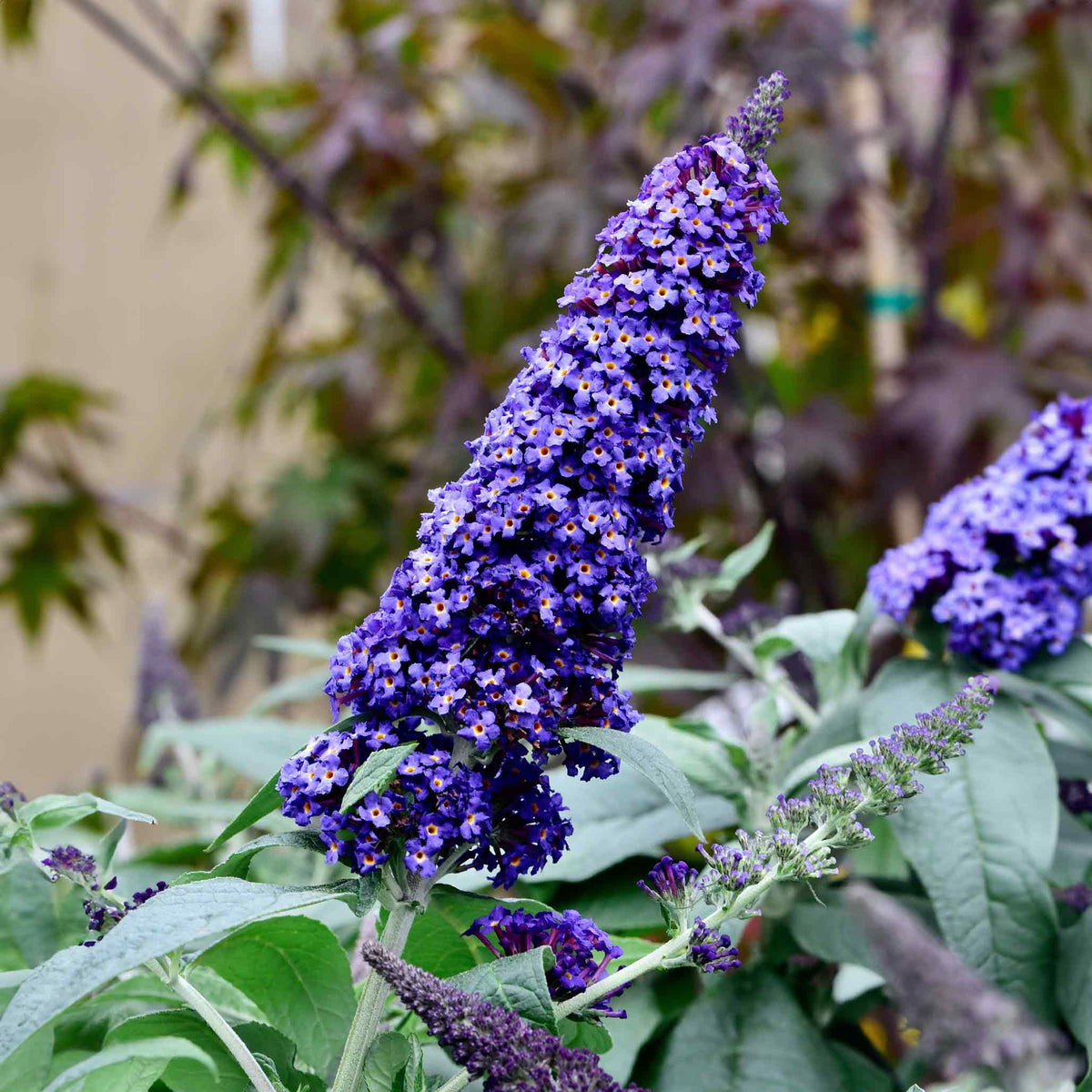 Black Knight Butterfly Bush - Attract Pollinators & Enjoy Vibrant Blooms