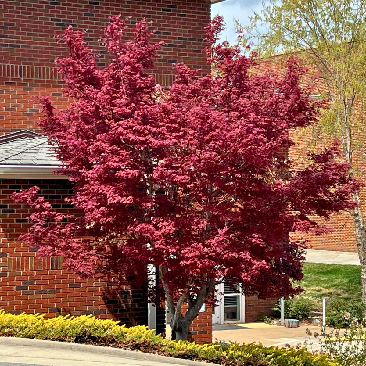 Bloodgood Japanese Maple – Elegant, Deep Red Foliage