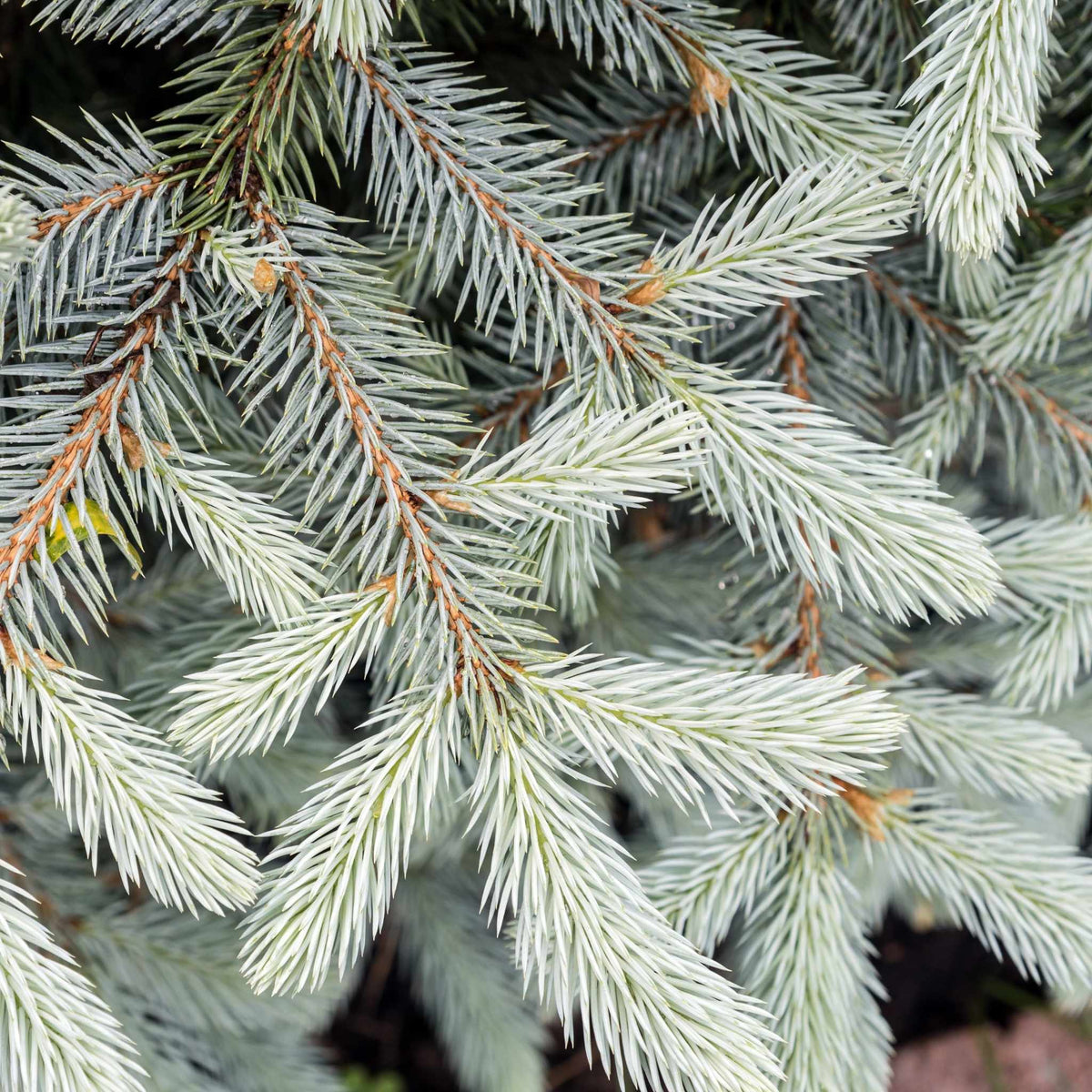 Bush’s Lace Spruce – Elegant Weeping Evergreen for Year-Round Beauty