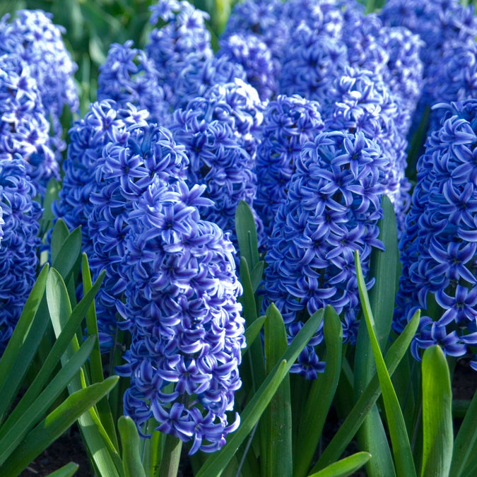 Blue Jacket Hyacinth Bulbs – Fragrant Deep Blue Spring Blooms