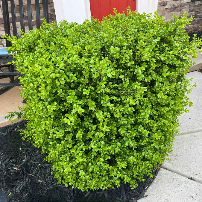 Winter Gem Boxwood Shrub- Elegant, Deep Green Color All Year