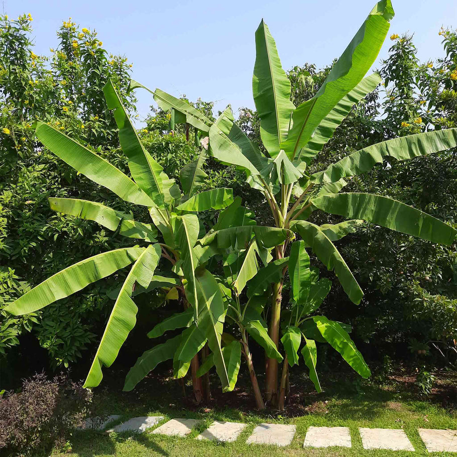 Cold Hardy Banana Tree – Tropical Look, Easy to Grow