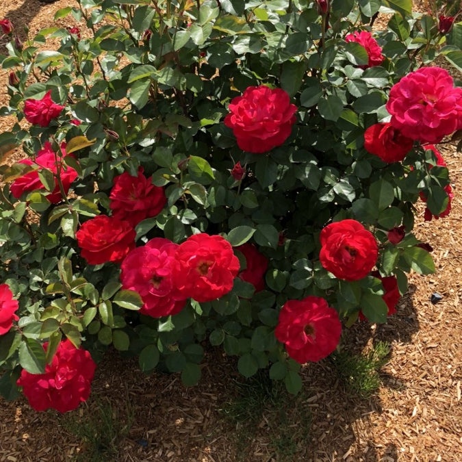 Cinnamon Hearts™ Rose - Vibrant Red Blooms & Fragrant Garden Appeal