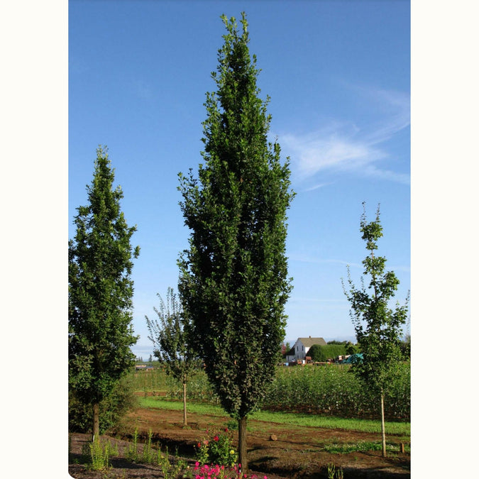 Skinny Genes® Columnar Oak – Space-Saving, Elegant & Hardy