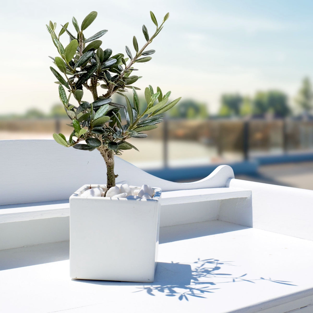 Common Olive Tree – Elegant Evergreen Houseplant with Edible Olives