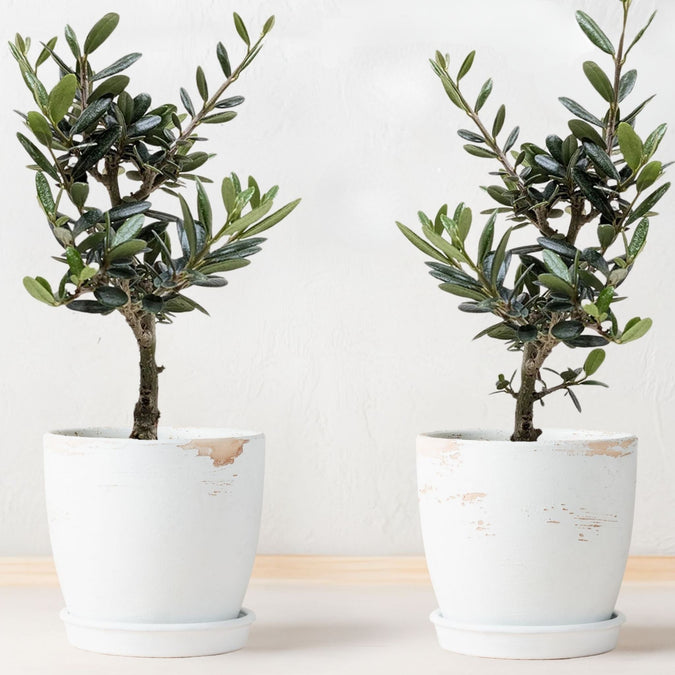 Common Olive Tree – Elegant Evergreen Houseplant with Edible Olives