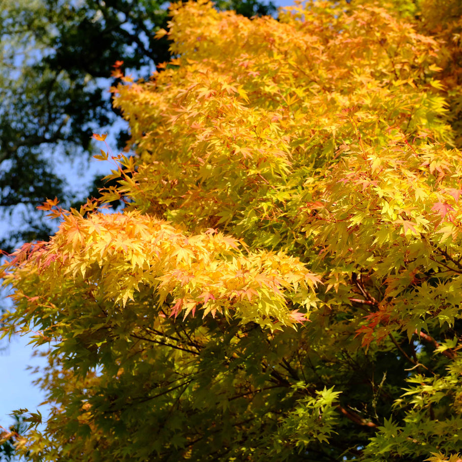 Coral Bark Japanese Maple Tree - Vibrant Red Stems & Year-Round Appeal