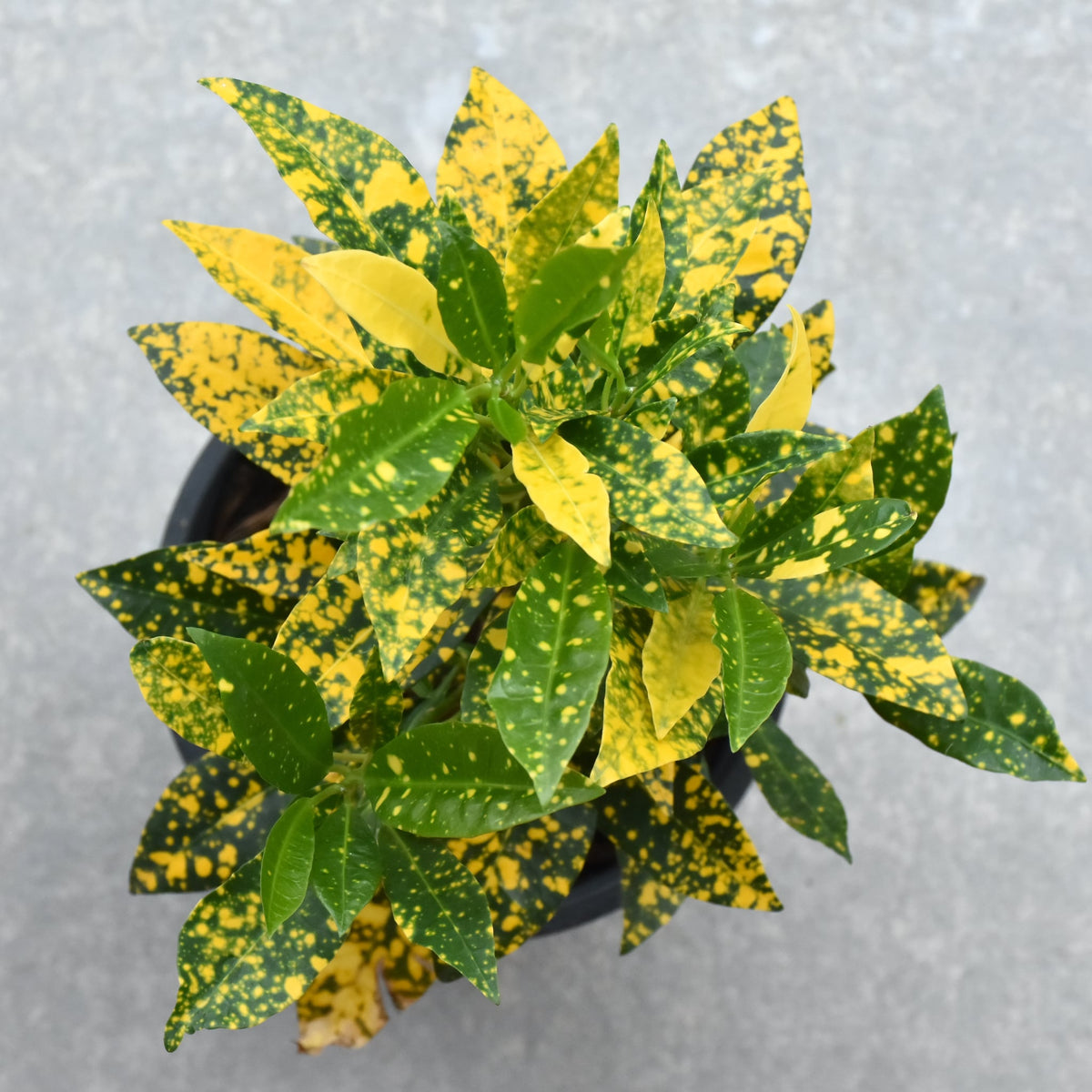 Croton ‘Gold Dust’ – Vibrant, Low-Maintenance Houseplant