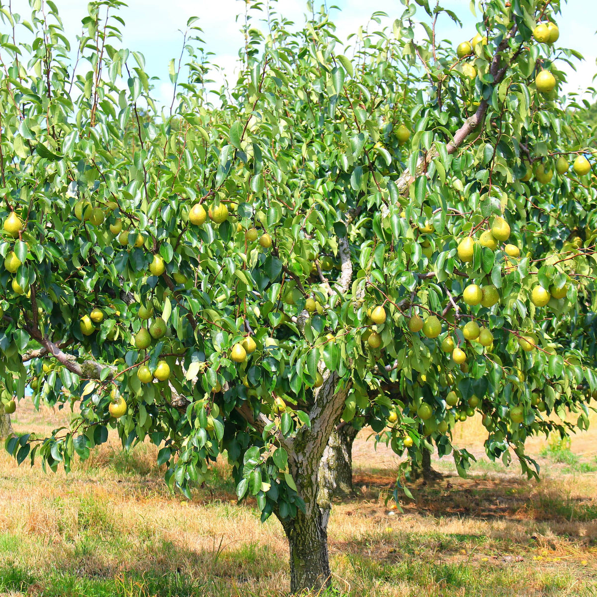 D’Anjou Pear Tree – Sweet, Juicy & Easy to Grow | Cold Hardy