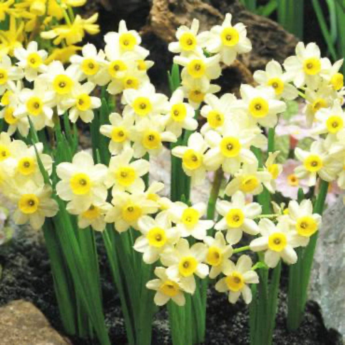 Minnow Daffodil Bulbs – Petite Fragrant Multi-Flower Stems