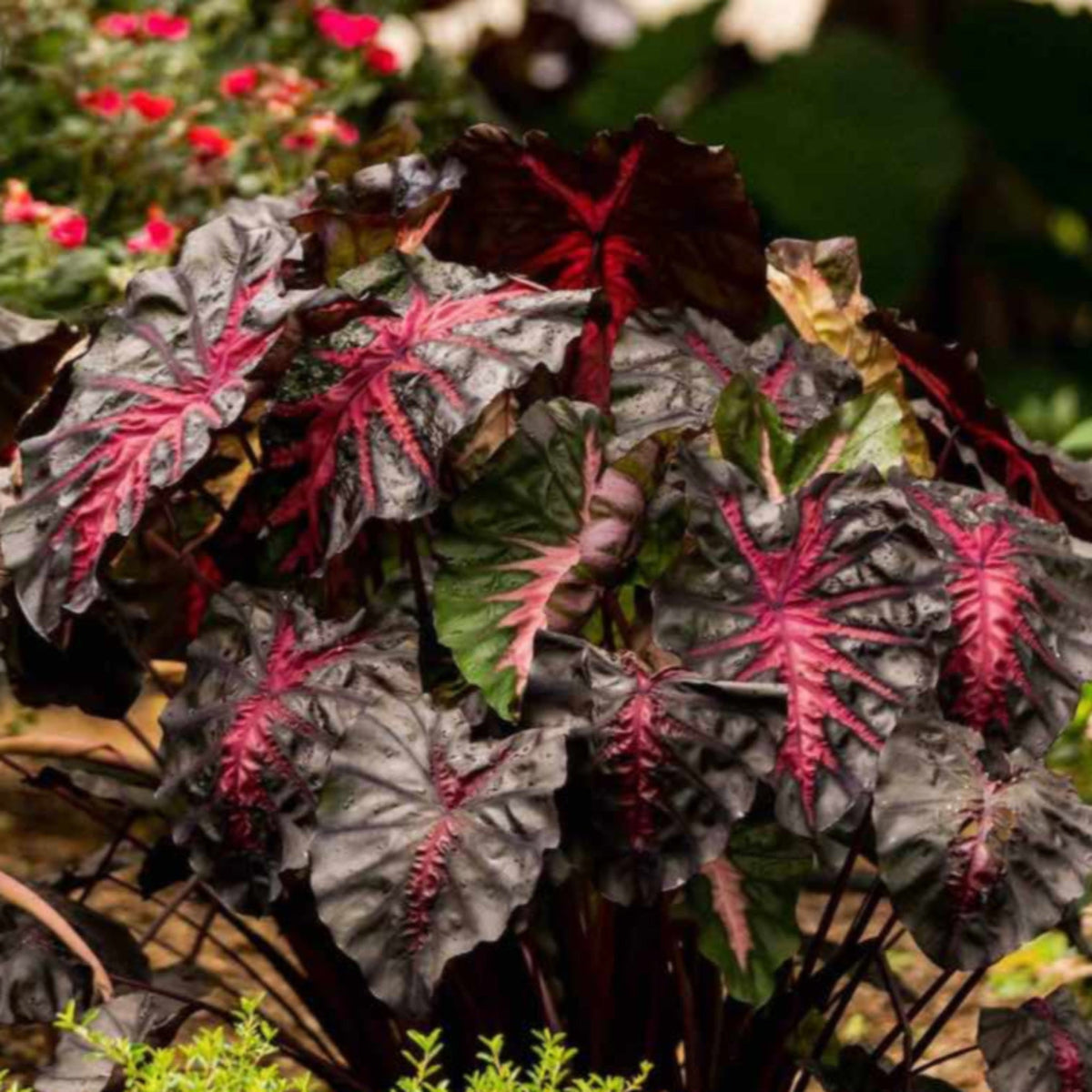 Colocasia 'Redemption' – Dramatic Elephant Ear to Enhance your Garden