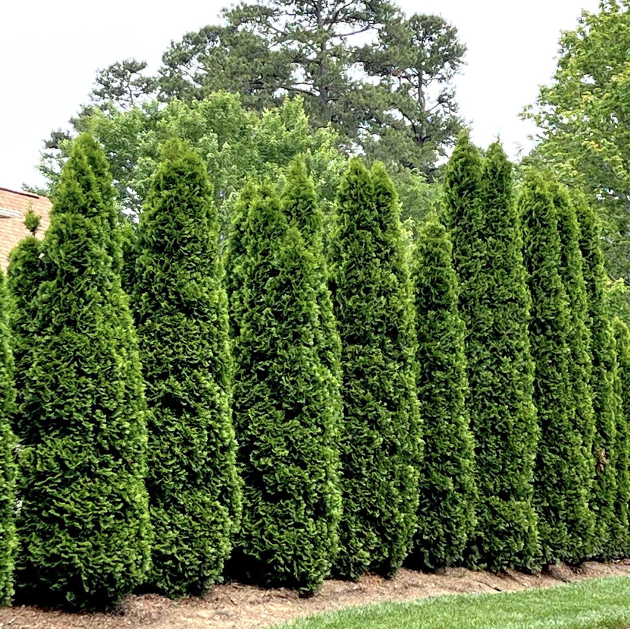 Emerald Green Arborvitae – Elegant, Dense Privacy Evergreen