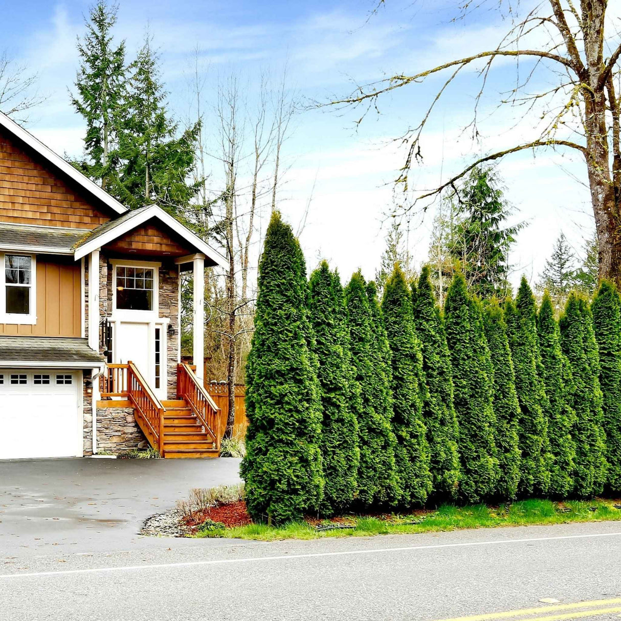 Emerald Green Arborvitae – Elegant, Dense Privacy Evergreen