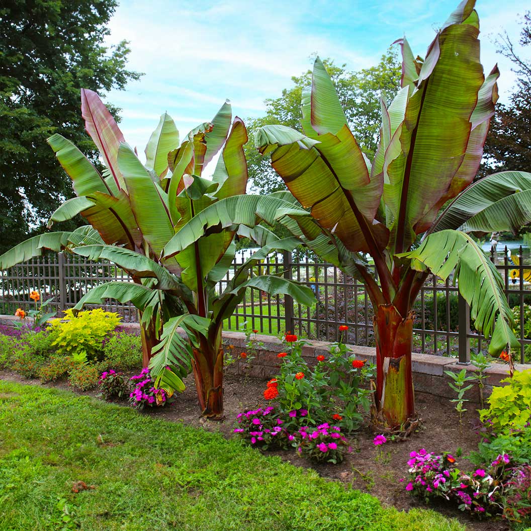Ensete Banana Tree – Ornamental, Tropical Appeal, Easy to Grow