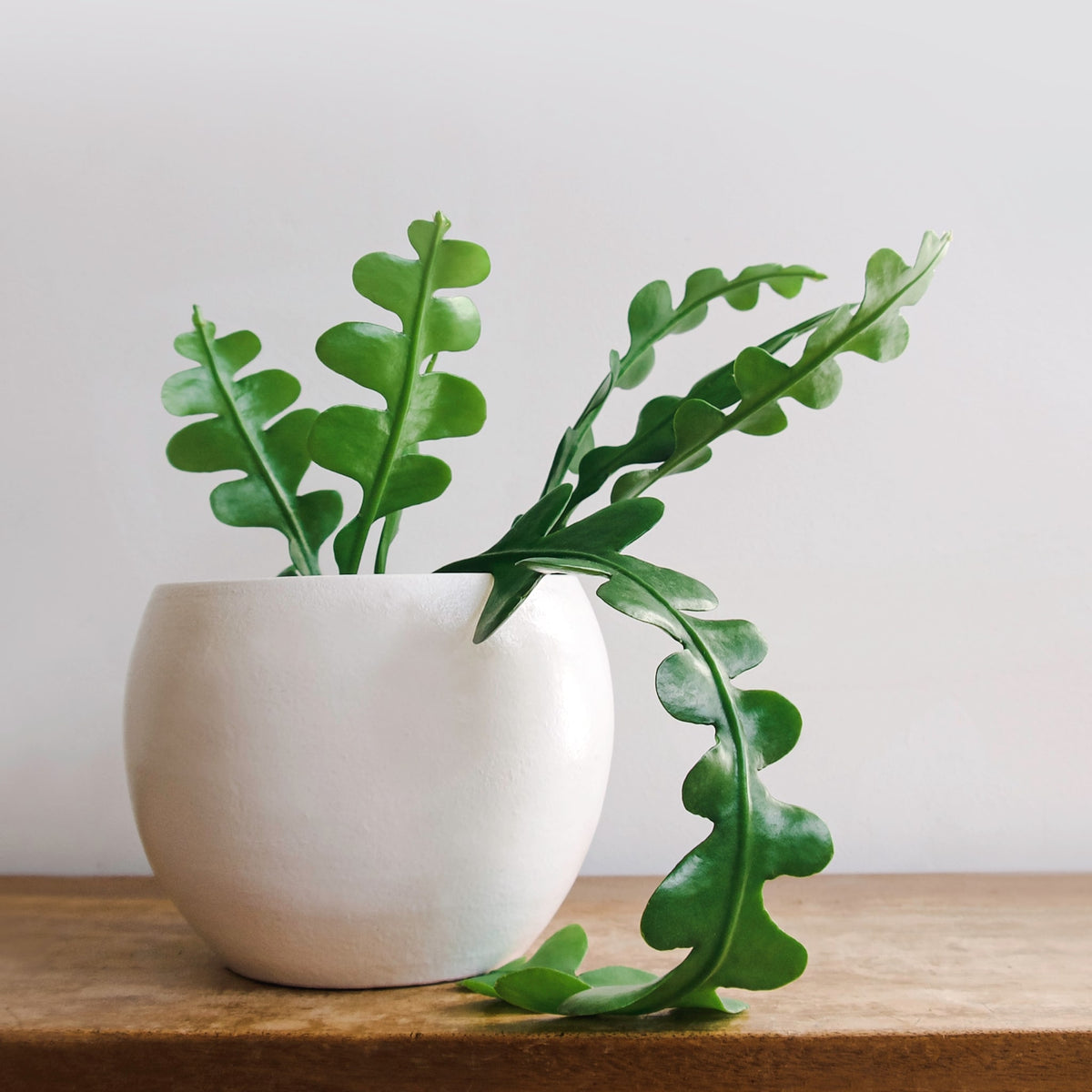 Epiphyllum 'Ric Rac' Fishbone Cactus | Unique Zig Zag Houseplant