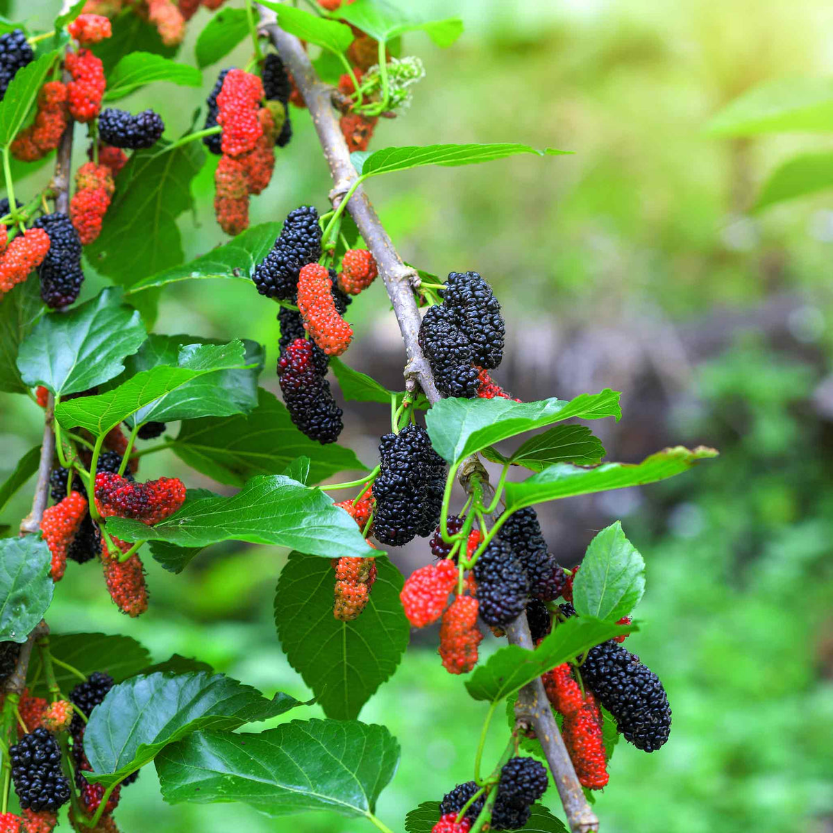 Everbearing Mulberry Tree – Sweet Berries, Fast-Growing, Hardy