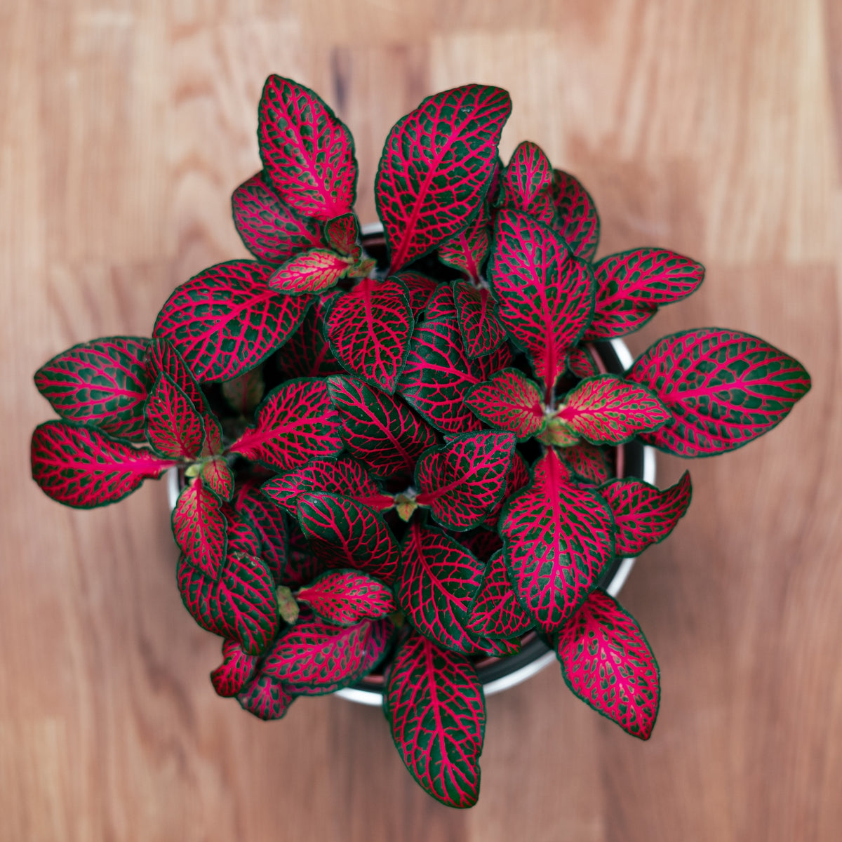 Red Nerve Plant (Fittonia albivenis 'Red') – Bold and Beautiful