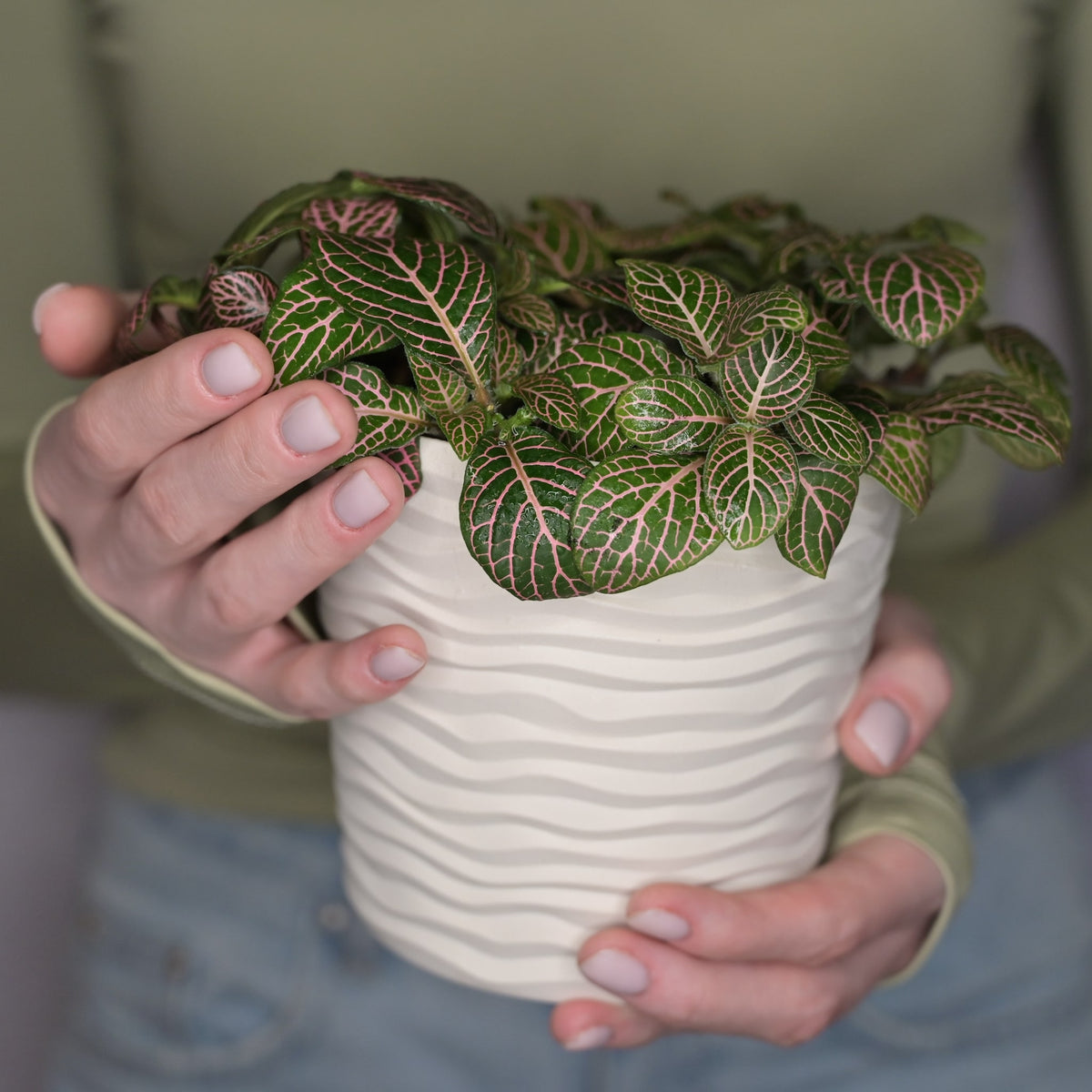 Pink Nerve Plant (Fittonia albivenis 'Pink') – Vibrant and Easy-Care
