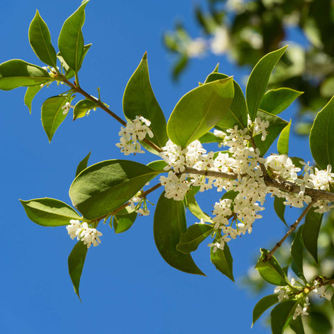 Fragrant Tea Olive Tree – Hardy Evergreen with Sweet Blossoms