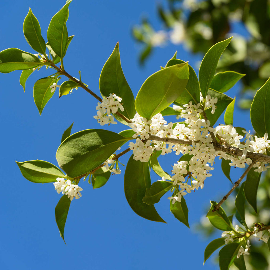 Fragrant Tea Olive Tree – Hardy Evergreen with Sweet Blossoms