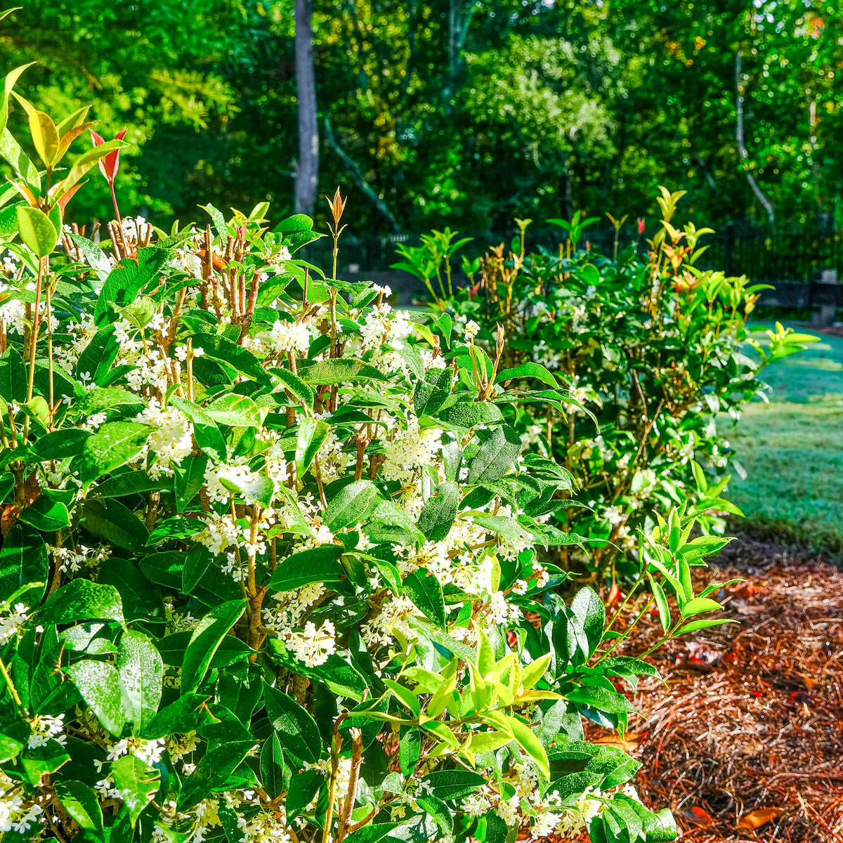 Fragrant Tea Olive Tree – Hardy Evergreen with Sweet Blossoms