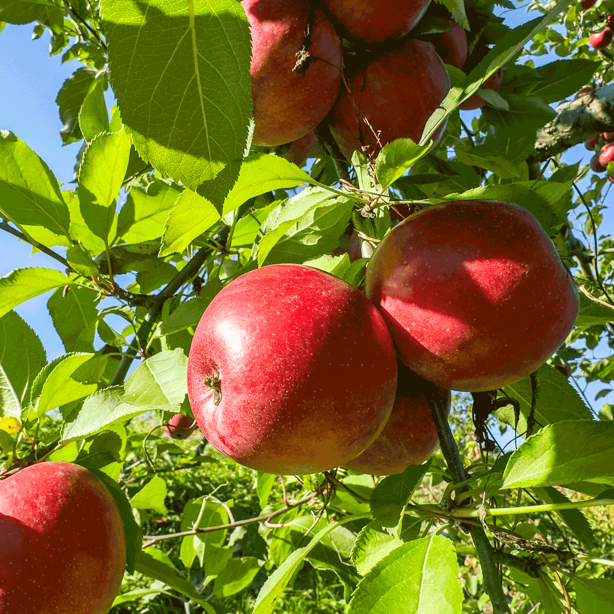 Fuji Apple Tree – Sweet, Crisp Apples, High-Yield