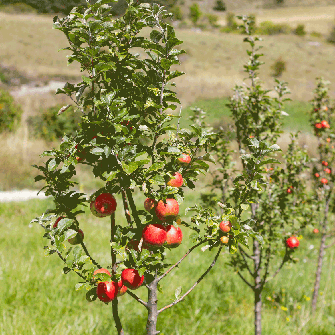 Gala Apple Tree – Sweet, Crisp Apples, Early Harvest