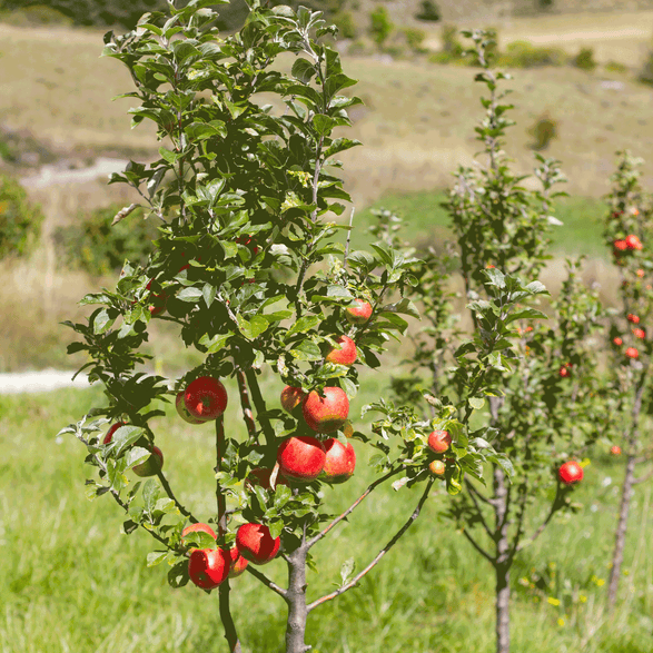 Gala Apple Tree – Sweet, Crisp Apples, Early Harvest