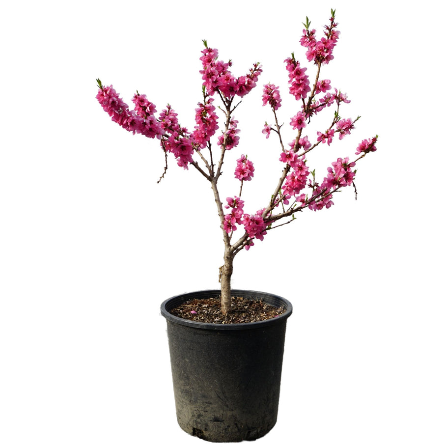 Garden Gold Miniature Peach Tree – Small Size, Big Harvest