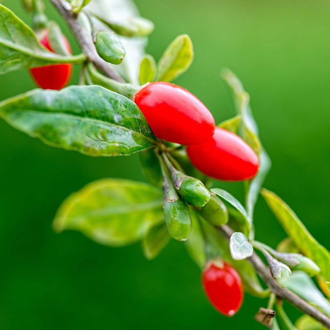 Goji Berry Plant – Nutrient-Rich, Sweet-Tart Berries, Easy to Grow