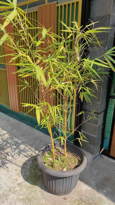 Golden Goddess Bamboo – Clumping, Non-Invasive & Golden-Hued