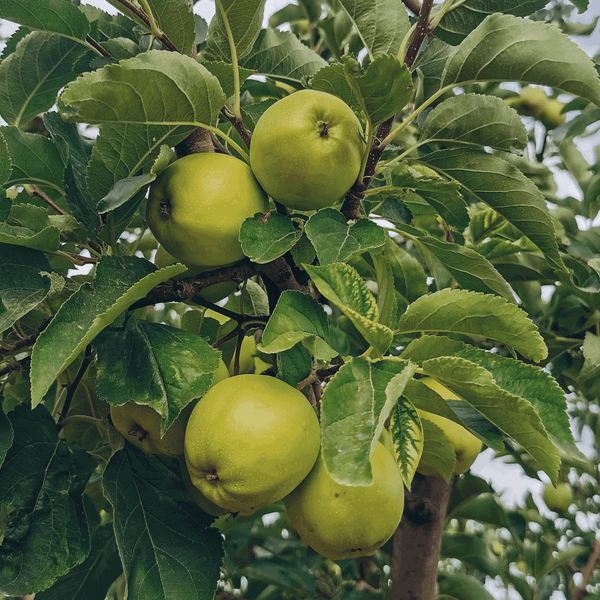 Apple Trees - Low-Maintenance, High-Yielding Varieties