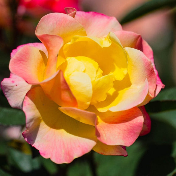 Gumball Goody Rose – Cold-Hardy, Compact & Continuous Blooms