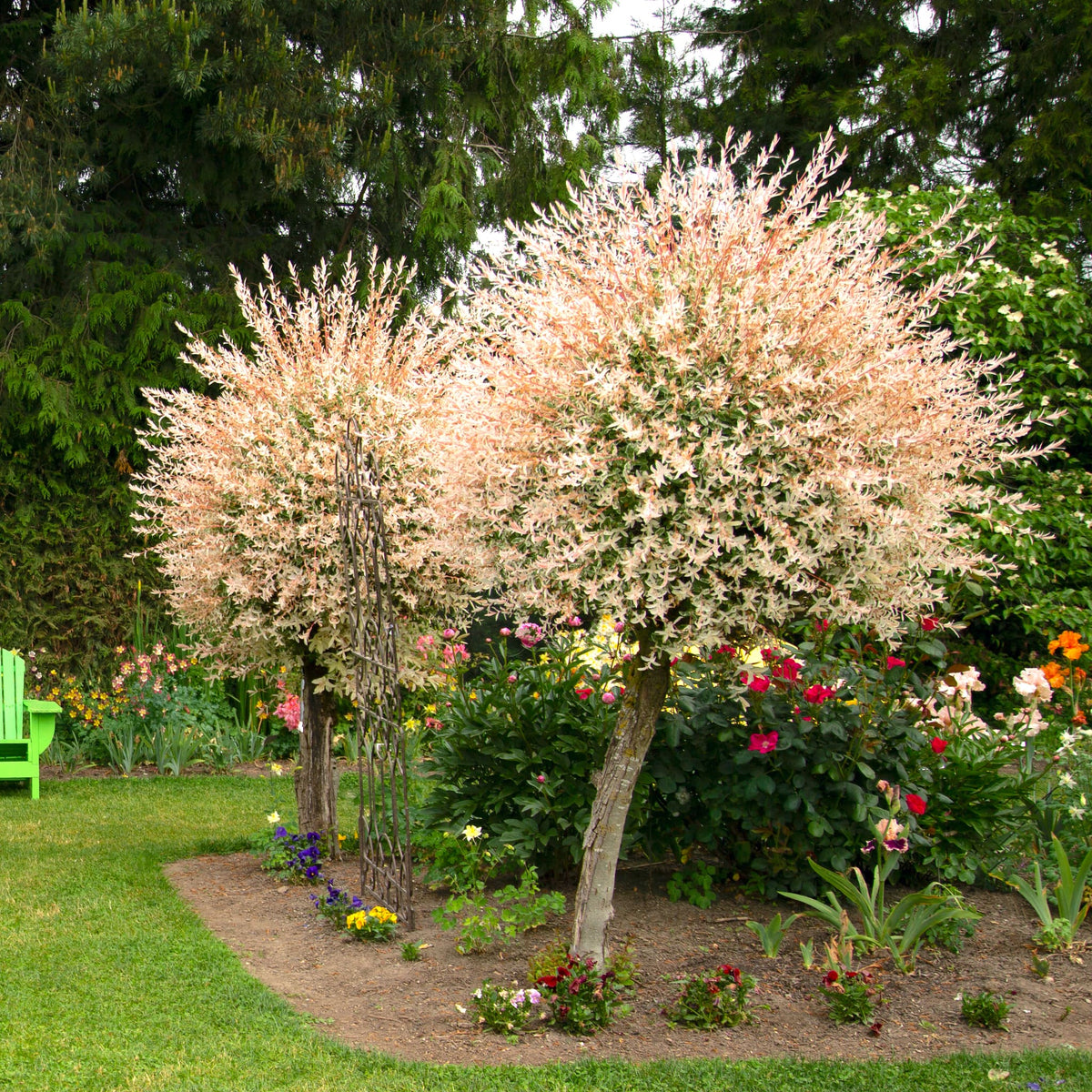 Tri-Color Dappled Willow Tree – Stunning Variegated Foliage